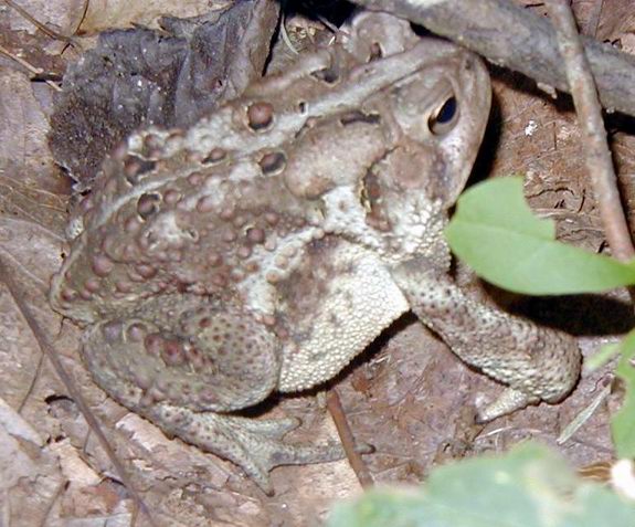 Hiker's Notebook: American Toad