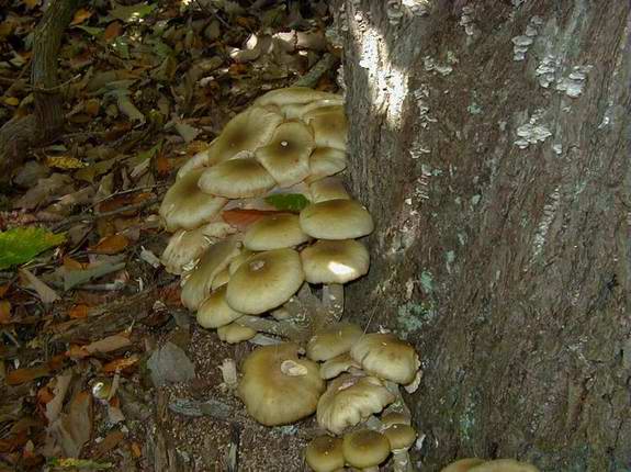 Hiker's Notebook: Honey Mushroom