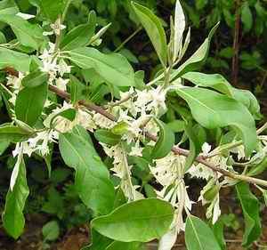 Hiker's Notebook: Russian&Autumn Olive