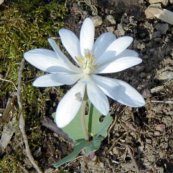 Hiker's Notebook: Common Name: Bloodroot