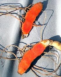 Hiker's Notebook: Common Name: Bloodroot