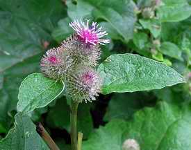 Hiker's Notebook: Burdock