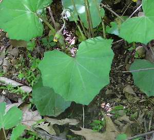 Hiker's Notebook: Coltsfoot