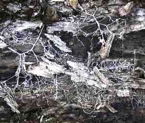 Hiker's Notebook:Dryad's Saddle