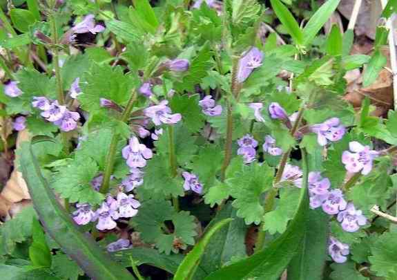 Hiker's Notebook: Ground Ivy