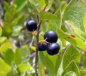 Hiker's Notebook: Huckleberry