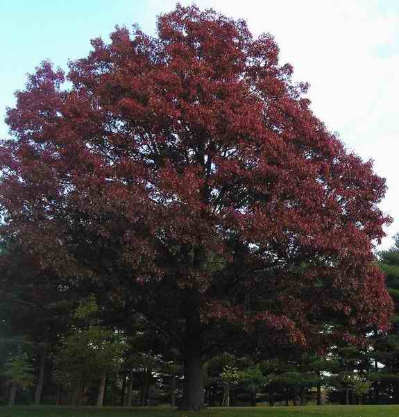 Hiker's Notebook: Northern Red Oak Tree
