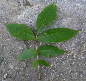 ID this tree. I'm making a Ranger School walking stick. > General ...