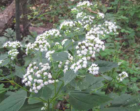 Hiker's Notebook: White Snakeroot